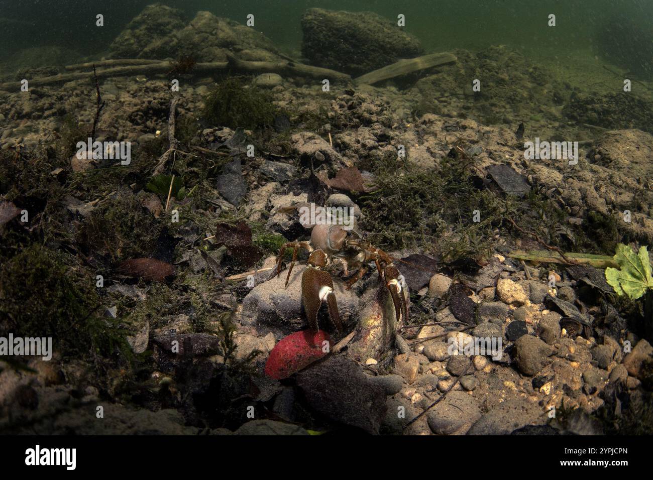 Signal crayfish on the bottom in the Traum river. Crayfish in the river ...