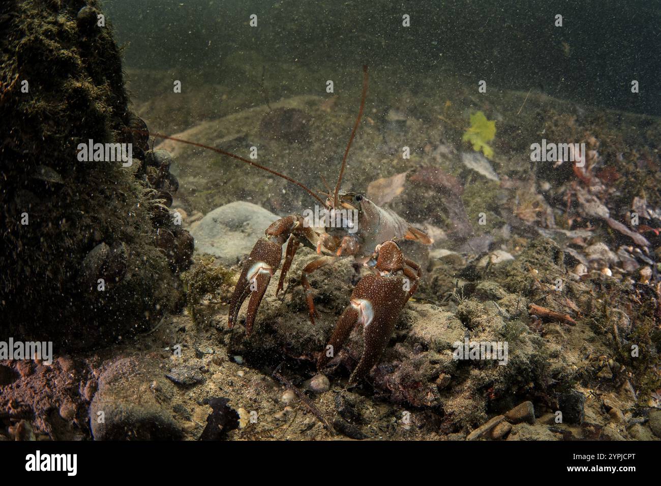 Signal crayfish on the bottom in the Traum river. Crayfish in the river ...