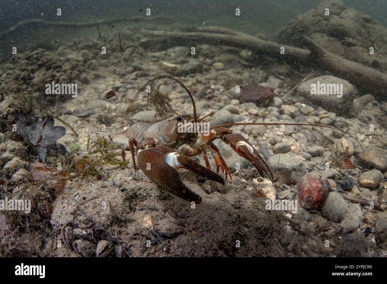 Signal crayfish on the bottom in the Traum river. Crayfish in the river ...