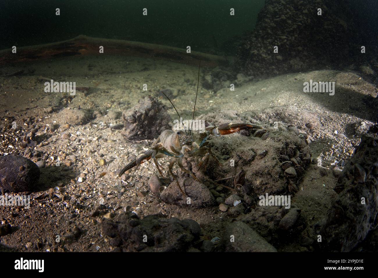 Signal crayfish on the bottom in the Traum river. Crayfish in the river ...