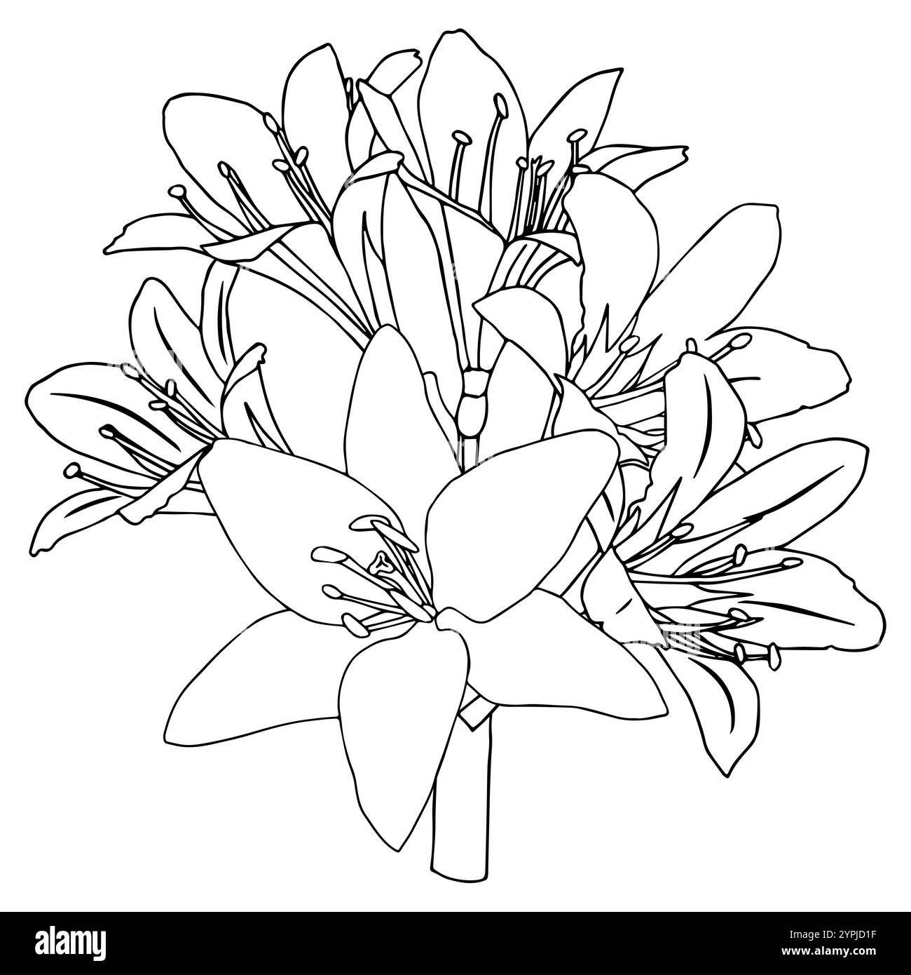 Bouquet of lilies in doodle style. Openwork illustration isolated on ...