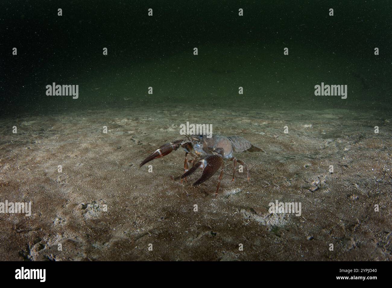 Signal crayfish on the bottom in the Traum river. Crayfish in the river ...