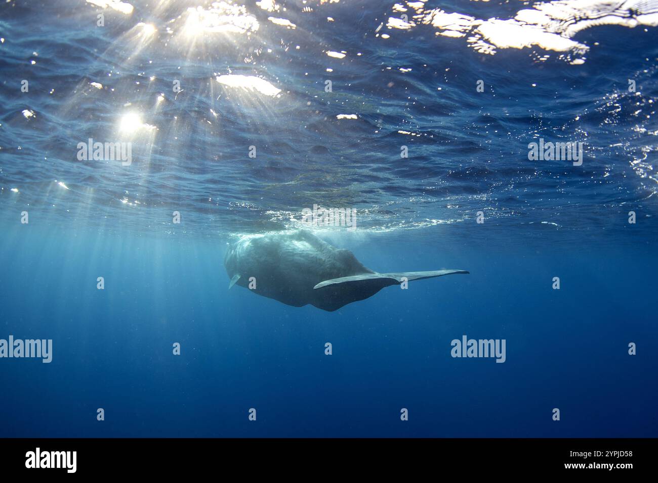 Sperm whales breathing on the surface. Huge whales in blue ocean. Swimming with physeter ...
