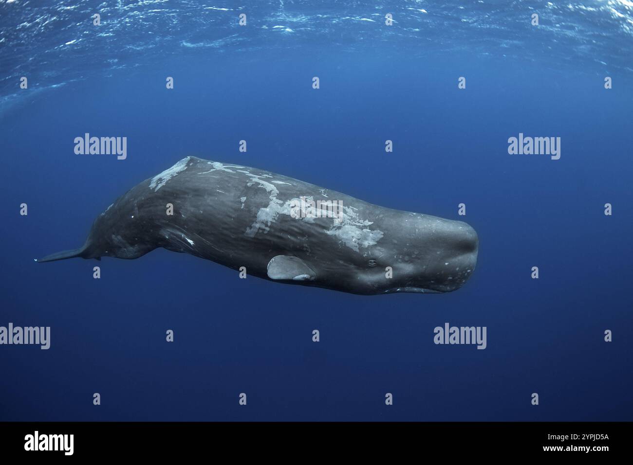 Sperm whales breathing on the surface. Huge whales in blue ocean. Swimming with physeter ...