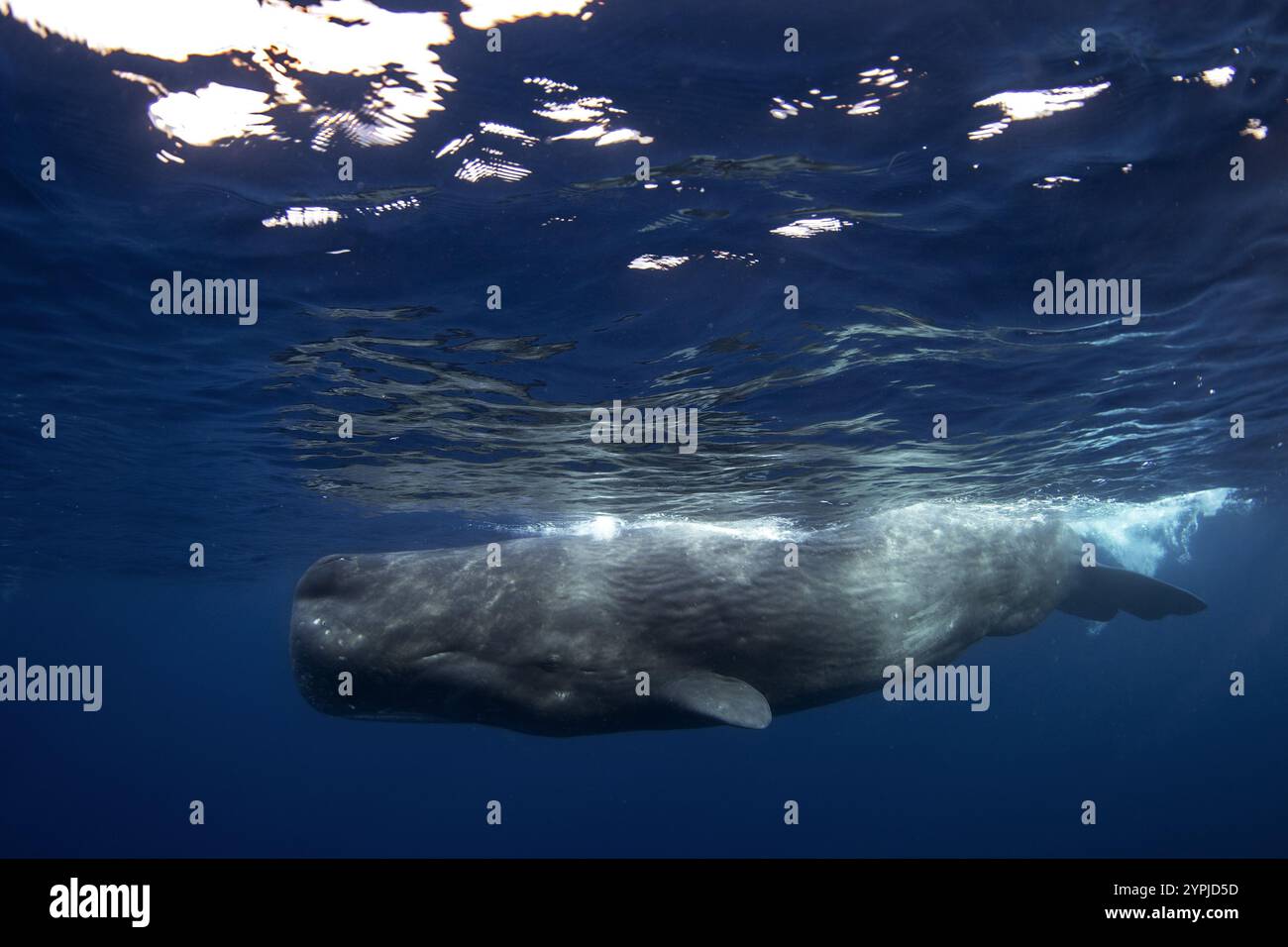 Sperm whales breathing on the surface. Huge whales in blue ocean. Swimming with physeter ...