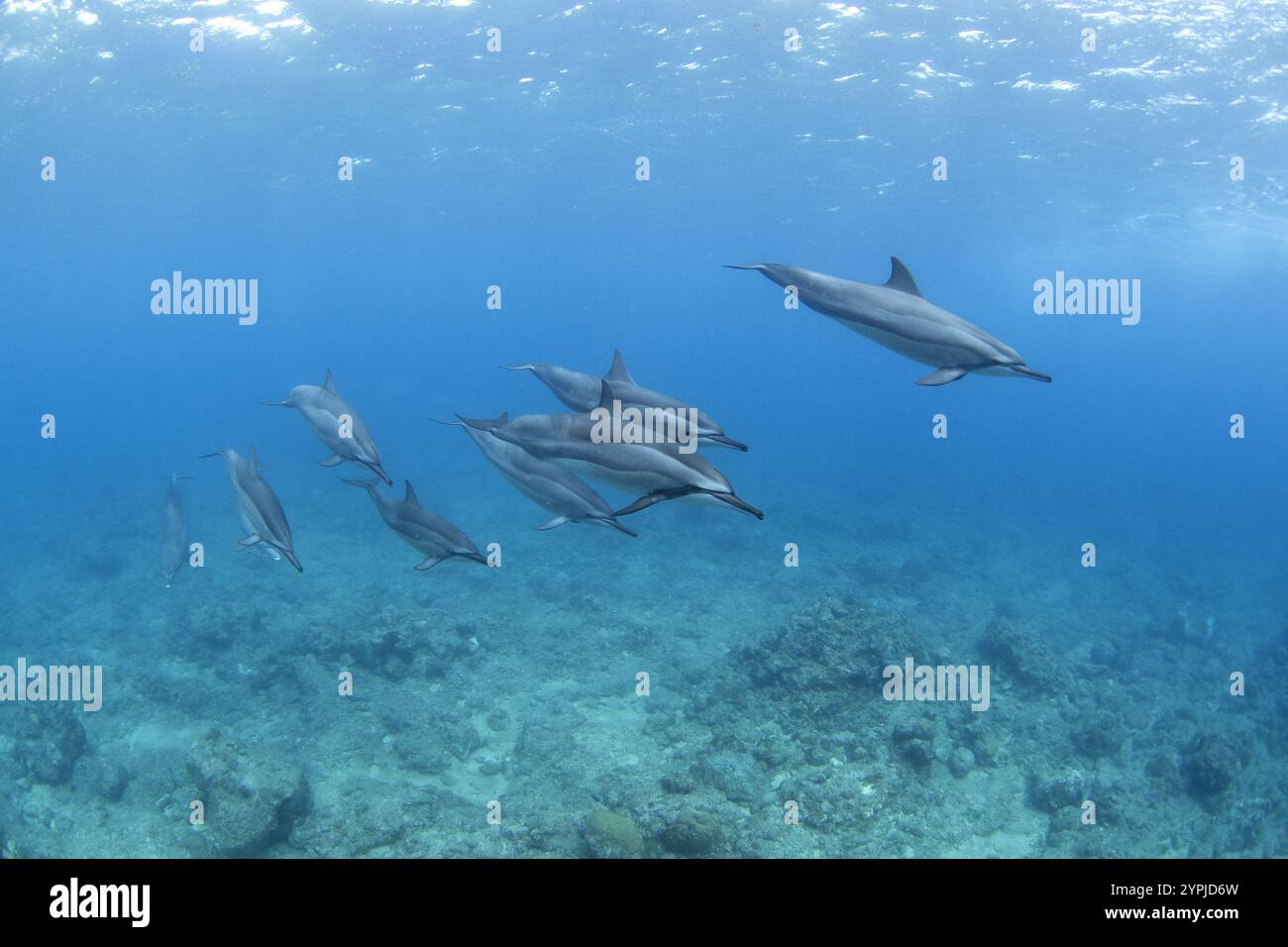Swimming with spinner dolphin on the Mauritius island. Playful dolphins ...
