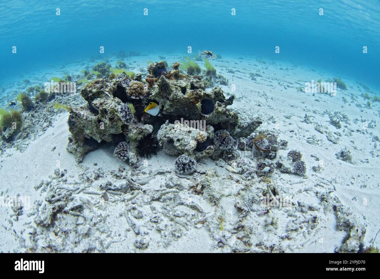 Threadfin butterflyfish and reef triggerfish are swimming near the ...