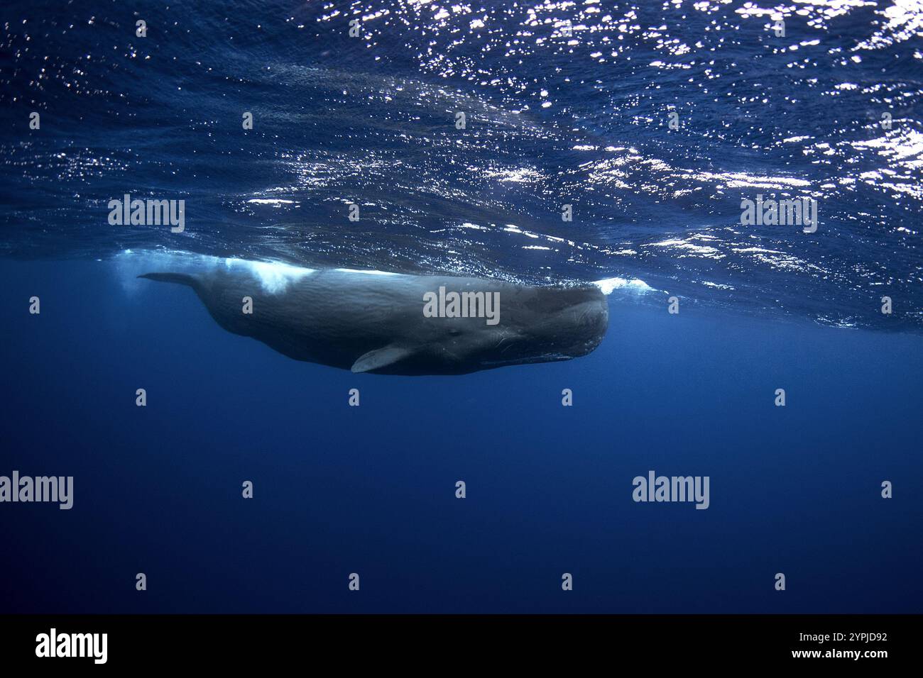 Sperm whales breathing on the surface. Huge whales in blue ocean. Swimming with physeter ...