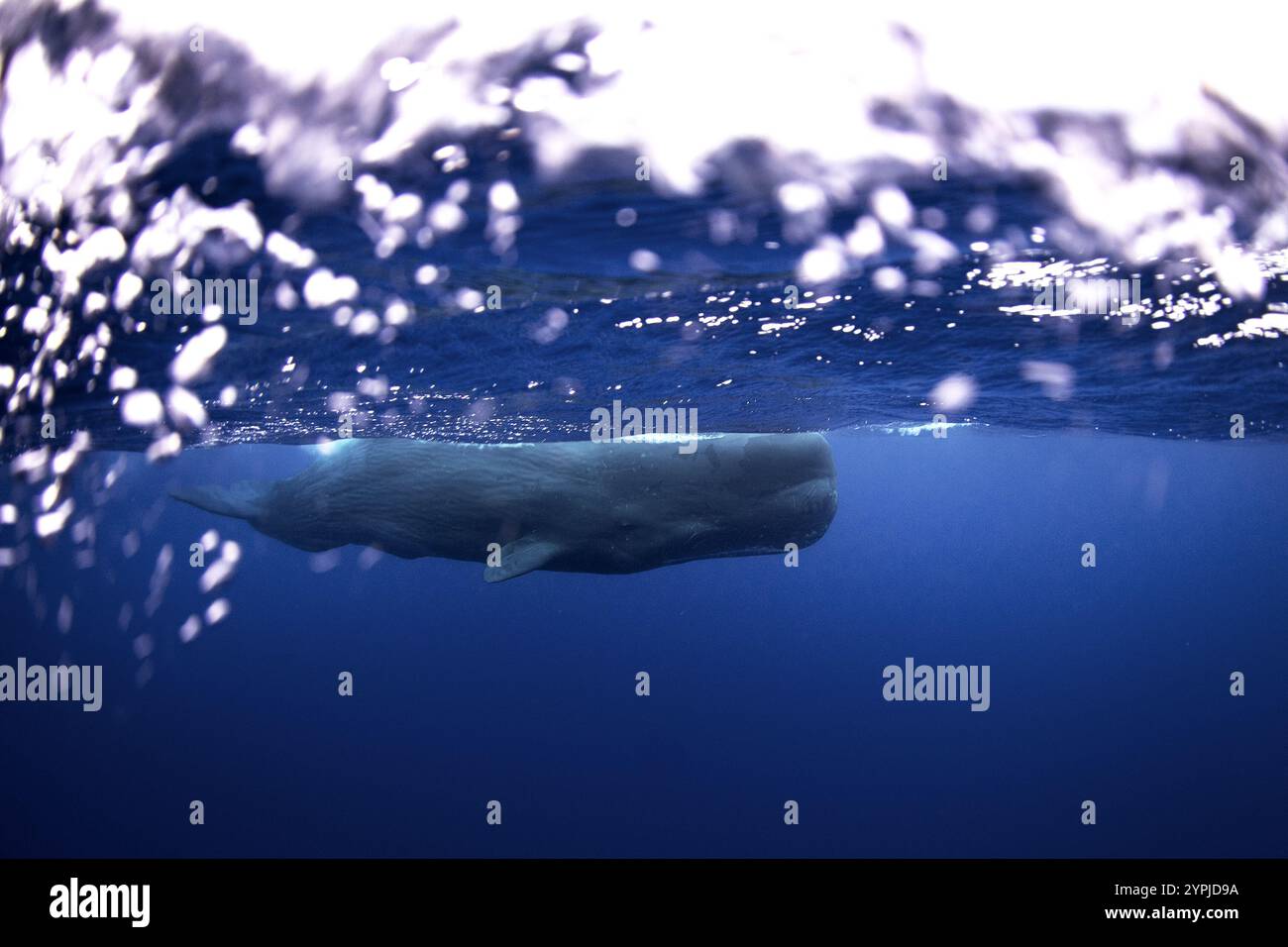 Sperm whales breathing on the surface. Huge whales in blue ocean. Swimming with physeter ...