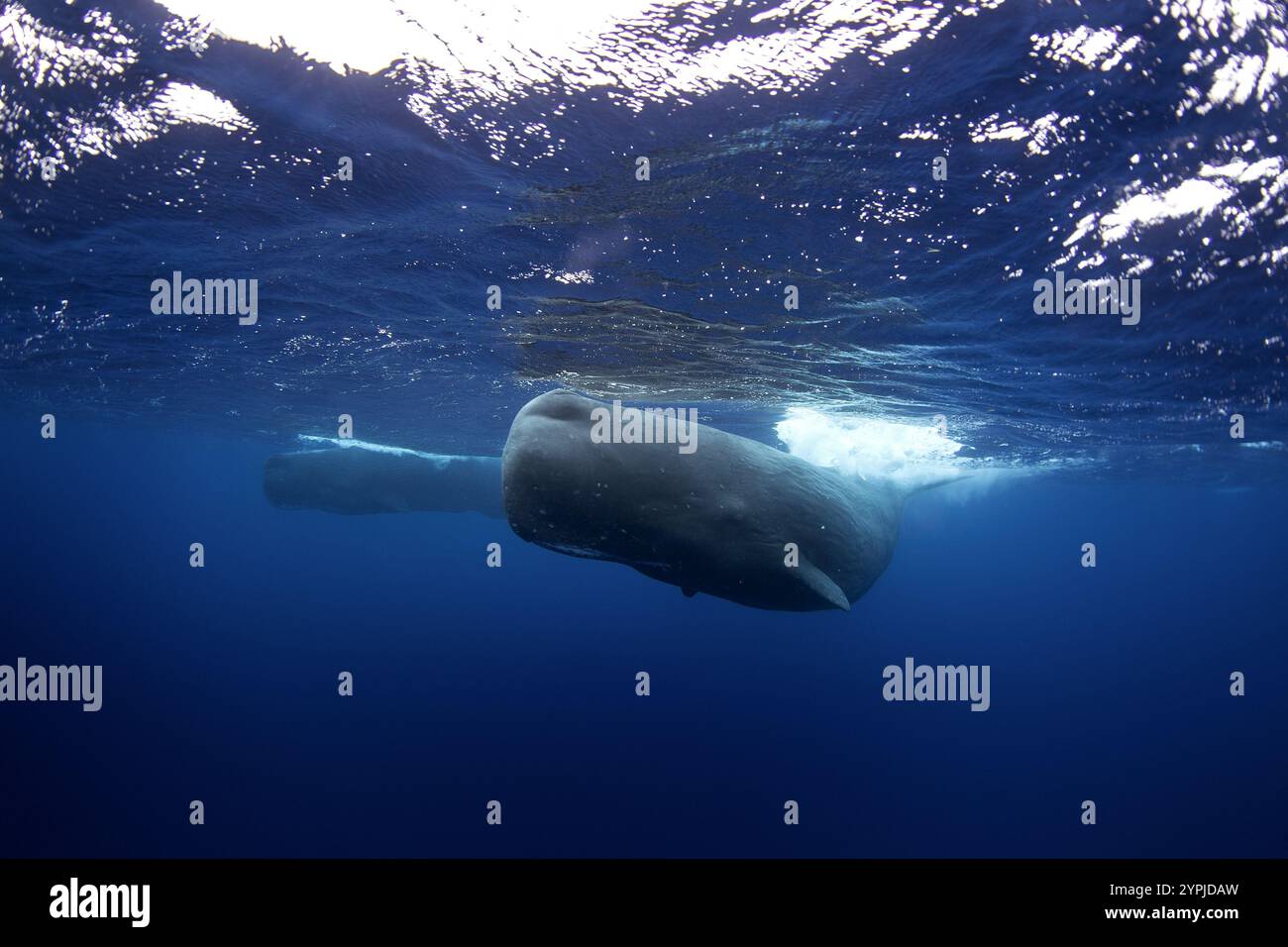 Sperm whales breathing on the surface. Huge whales in blue ocean. Swimming with physeter ...
