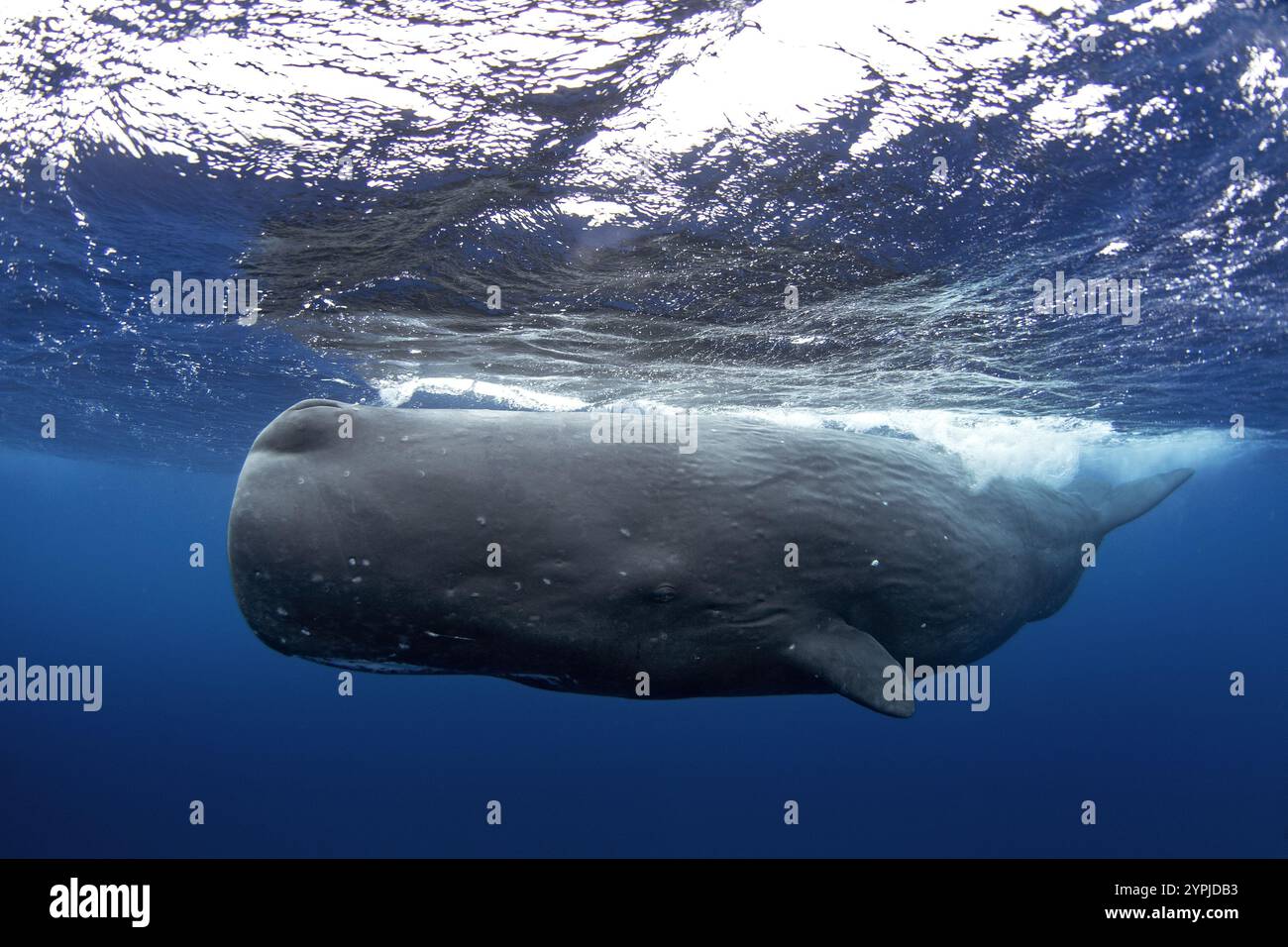 Sperm whales breathing on the surface. Huge whales in blue ocean. Swimming with physeter ...