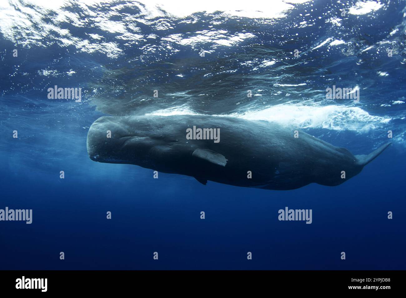 Sperm whales breathing on the surface. Huge whales in blue ocean. Swimming with physeter ...