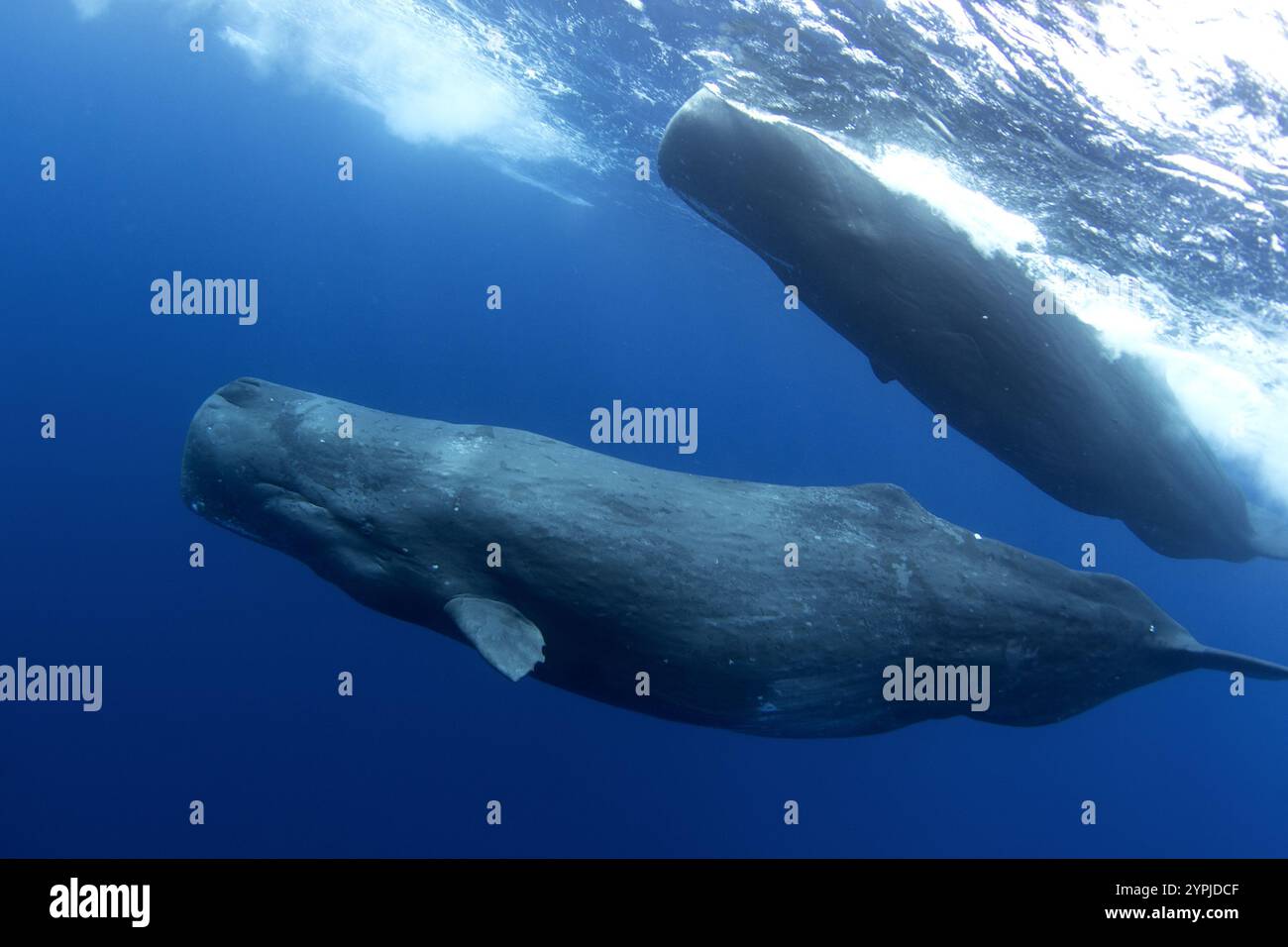 Sperm whales breathing on the surface. Huge whales in blue ocean. Swimming with physeter ...