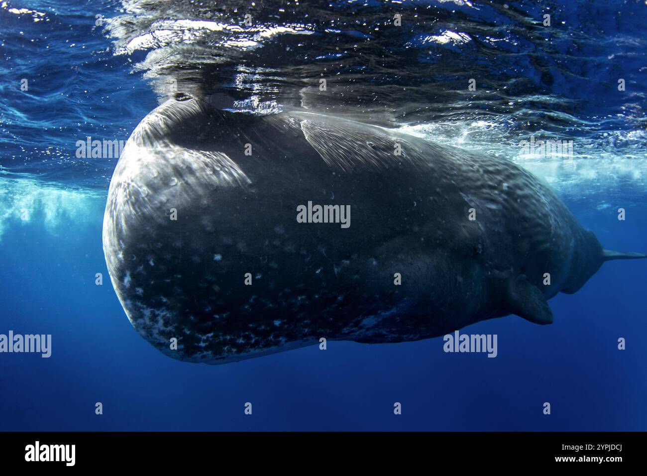 Sperm whales breathing on the surface. Huge whales in blue ocean. Swimming with physeter ...