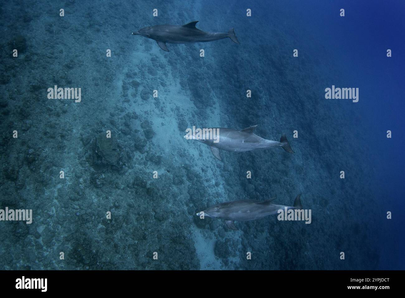 Swimming with bottlenose dolphins on the Mauritius island. Playful ...