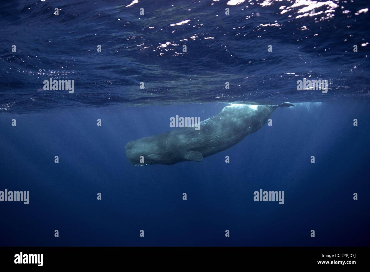 Sperm whales breathing on the surface. Huge whales in blue ocean. Swimming with physeter ...