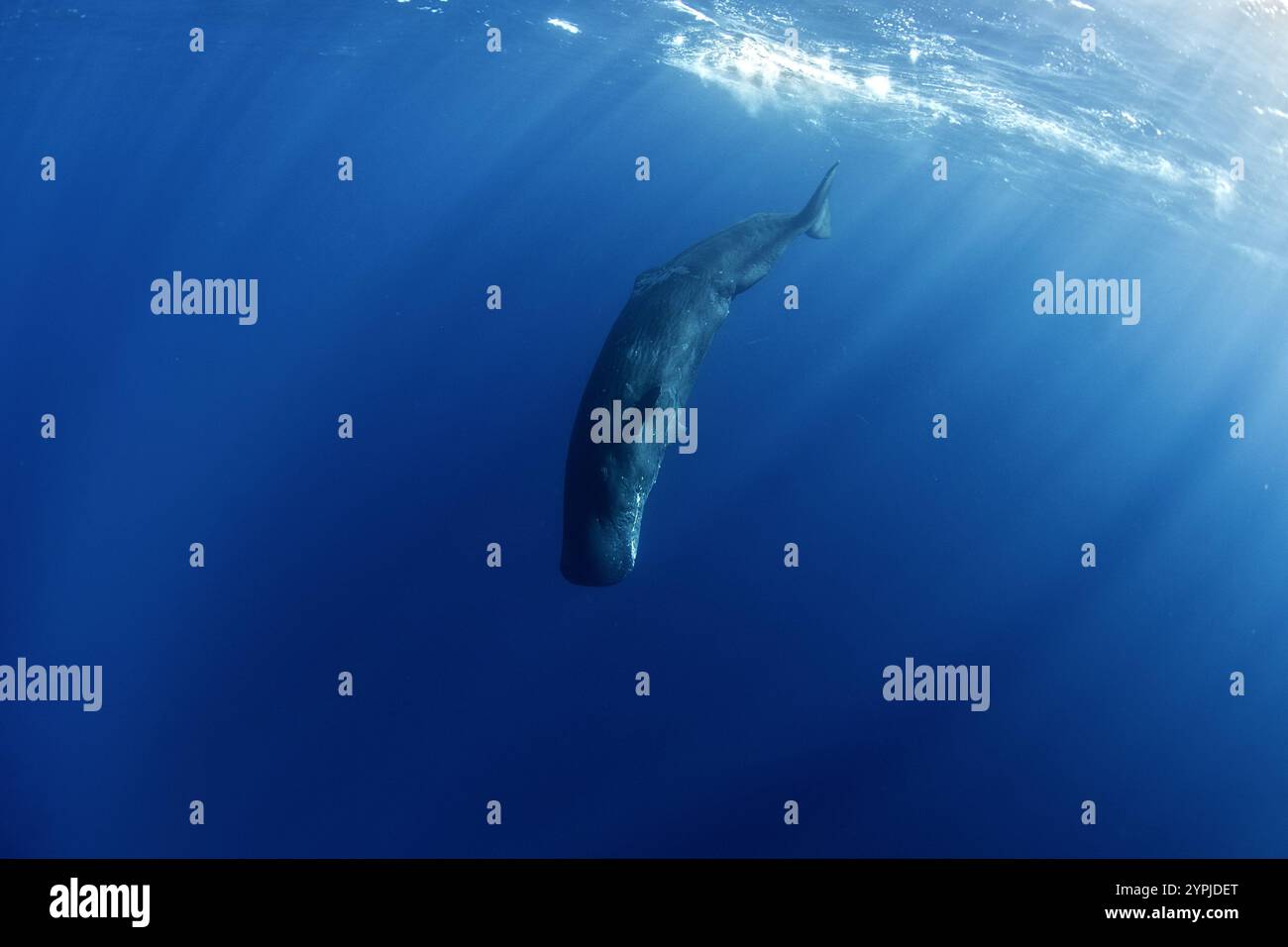 Sperm whales breathing on the surface. Huge whales in blue ocean. Swimming with physeter ...