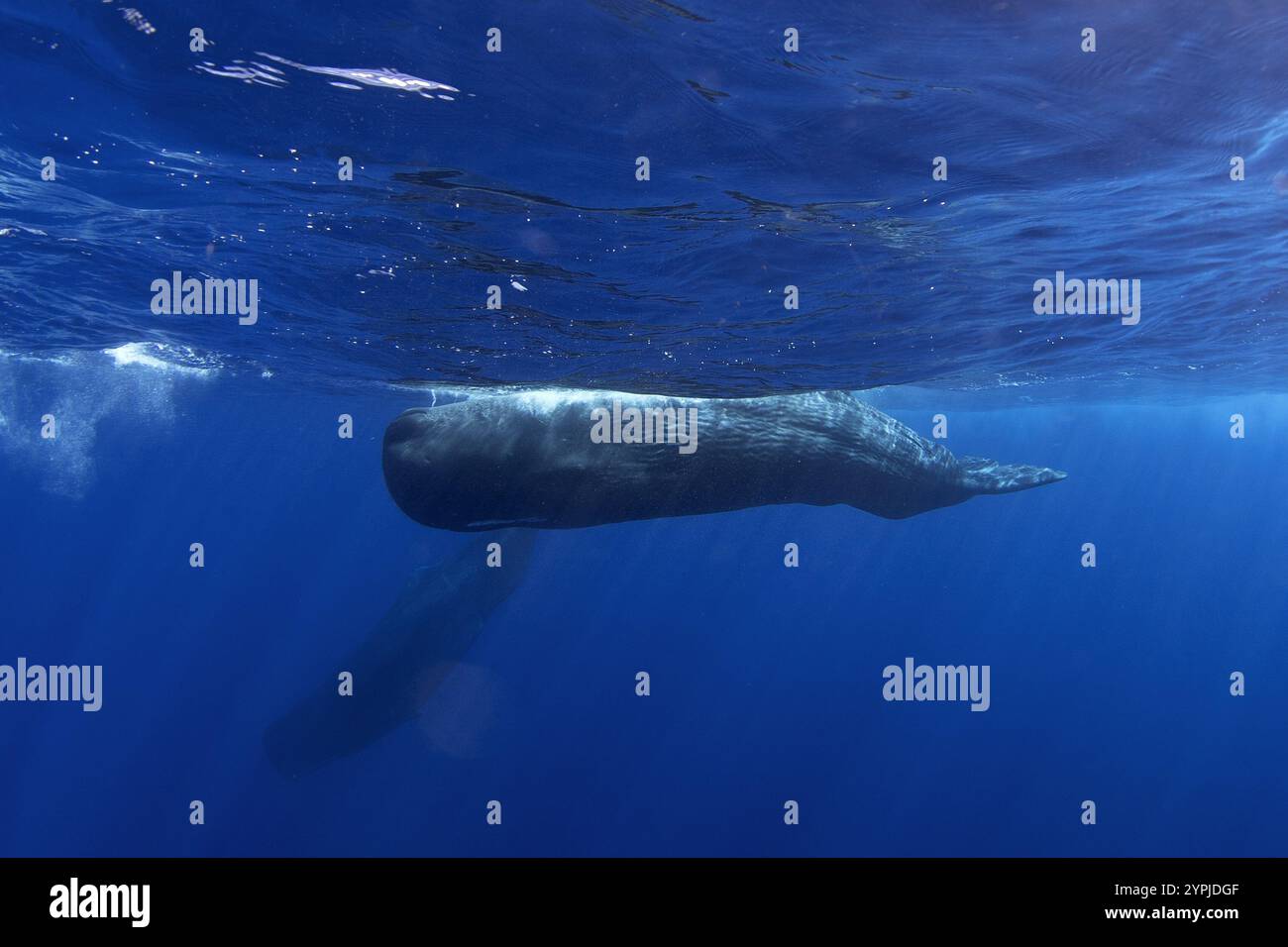 Sperm whales breathing on the surface. Huge whales in blue ocean. Swimming with physeter ...