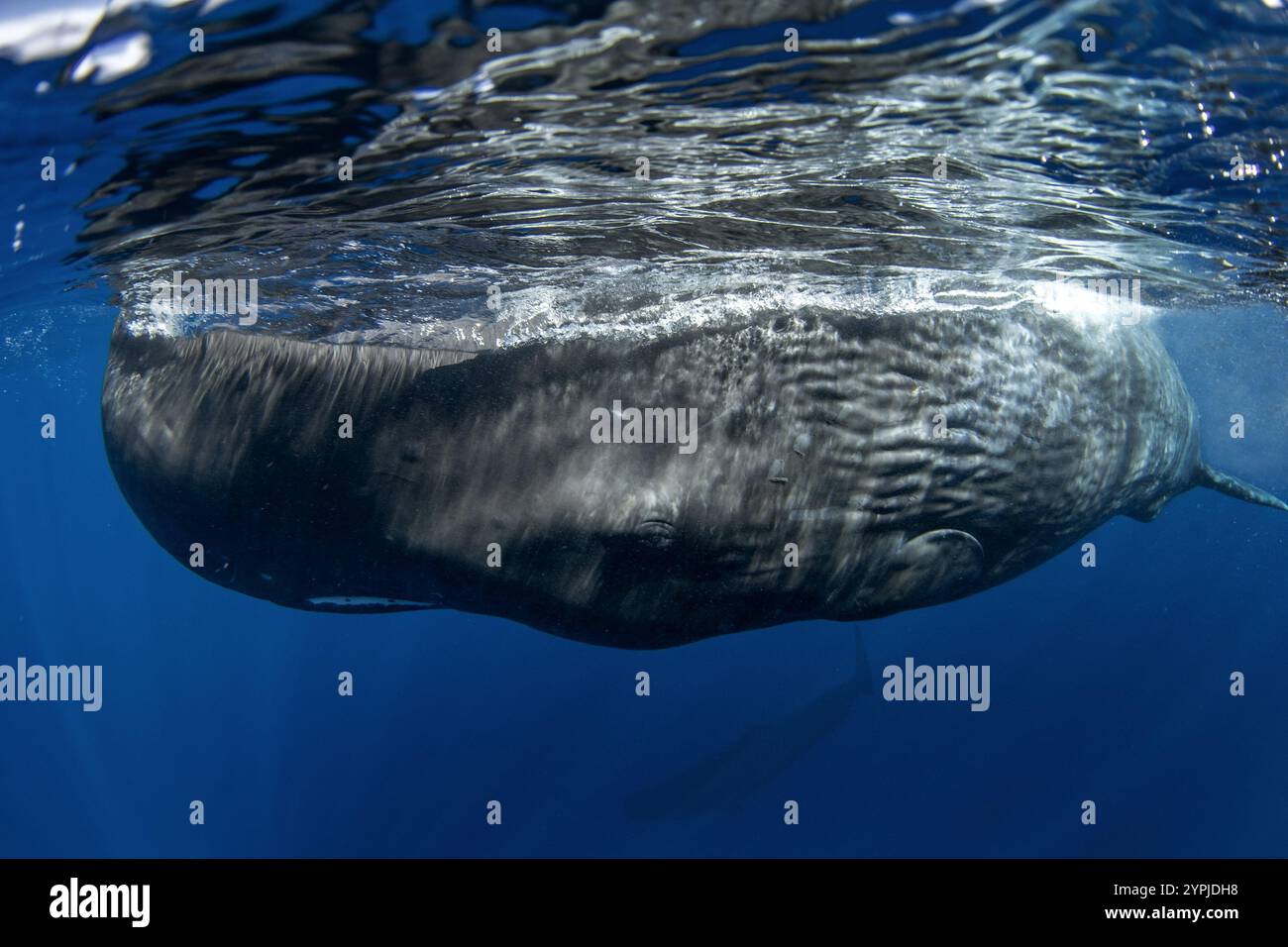 Sperm whales breathing on the surface. Huge whales in blue ocean ...