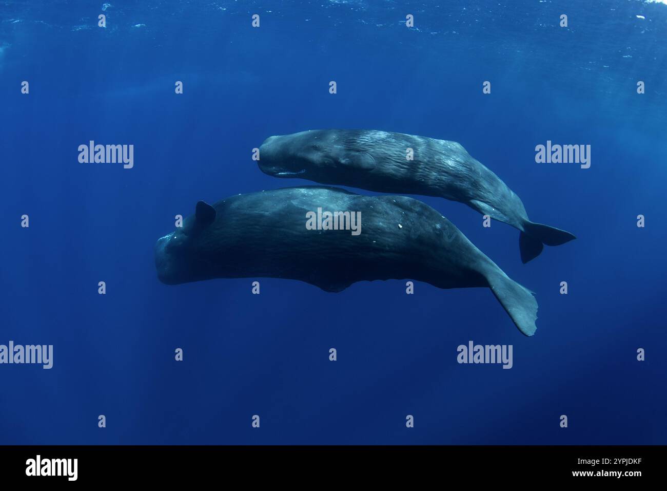 Sperm whales breathing on the surface. Huge whales in blue ocean. Swimming with physeter ...