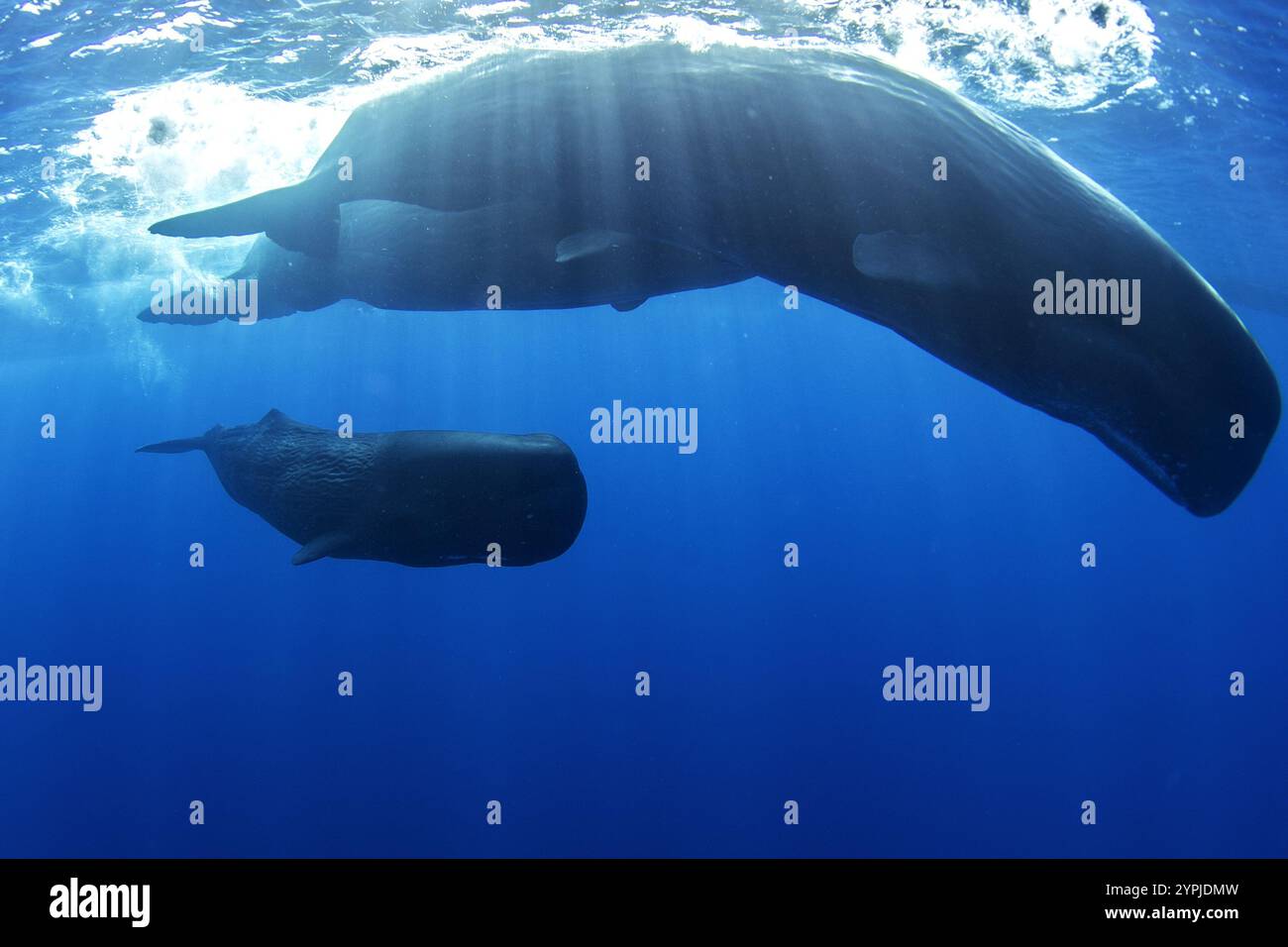 Sperm whales breathing on the surface. Huge whales in blue ocean. Swimming with physeter ...