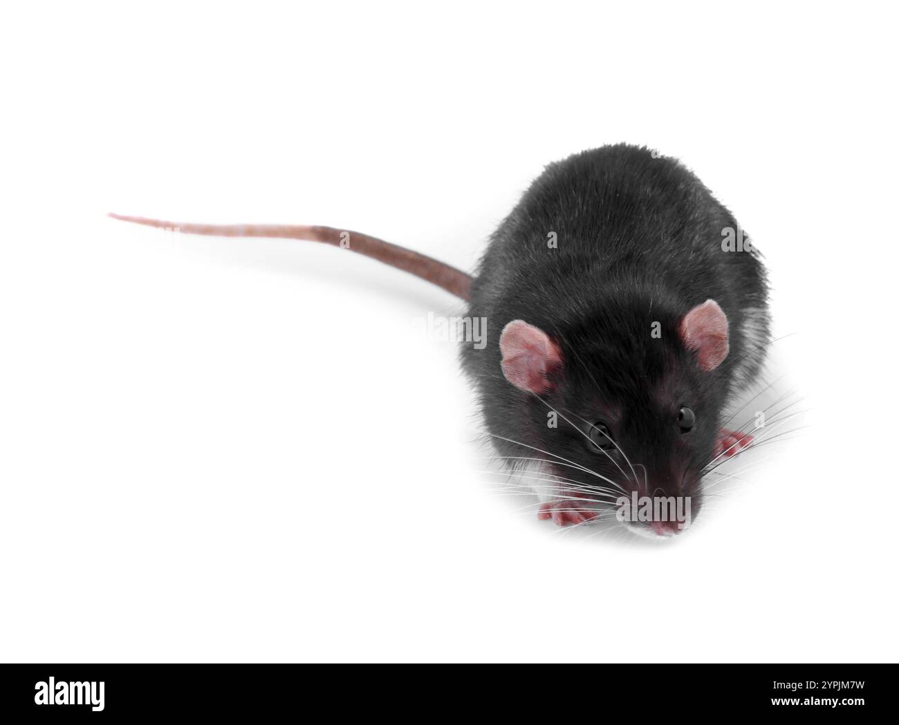 One rat on white background. Cute rodent Stock Photo - Alamy