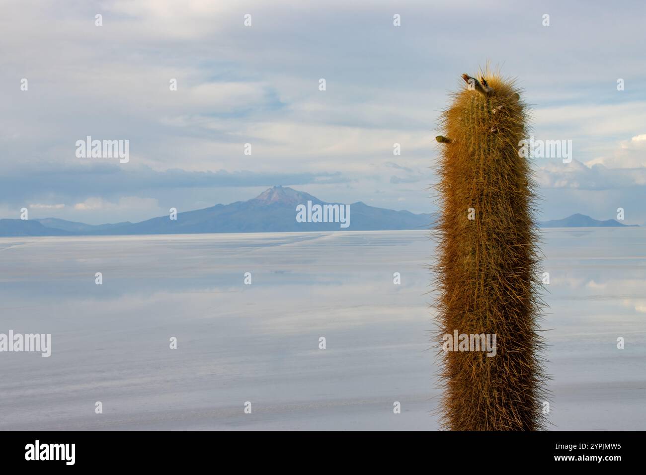 View of giant cacti on rocky Isla Incahuasi with the vast white expanse ...