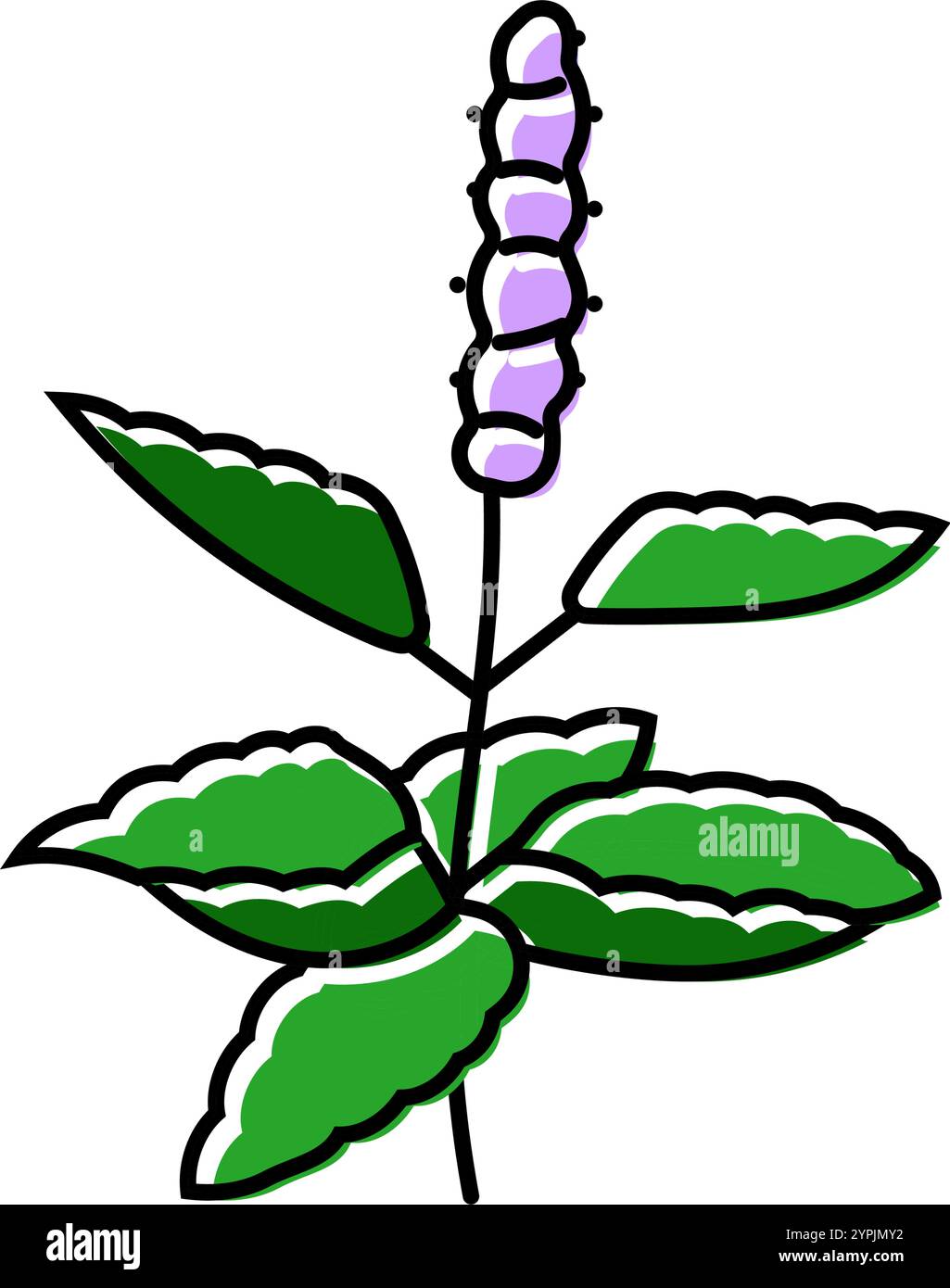 holy basil ayurvedic herb color icon vector illustration Stock Vector ...