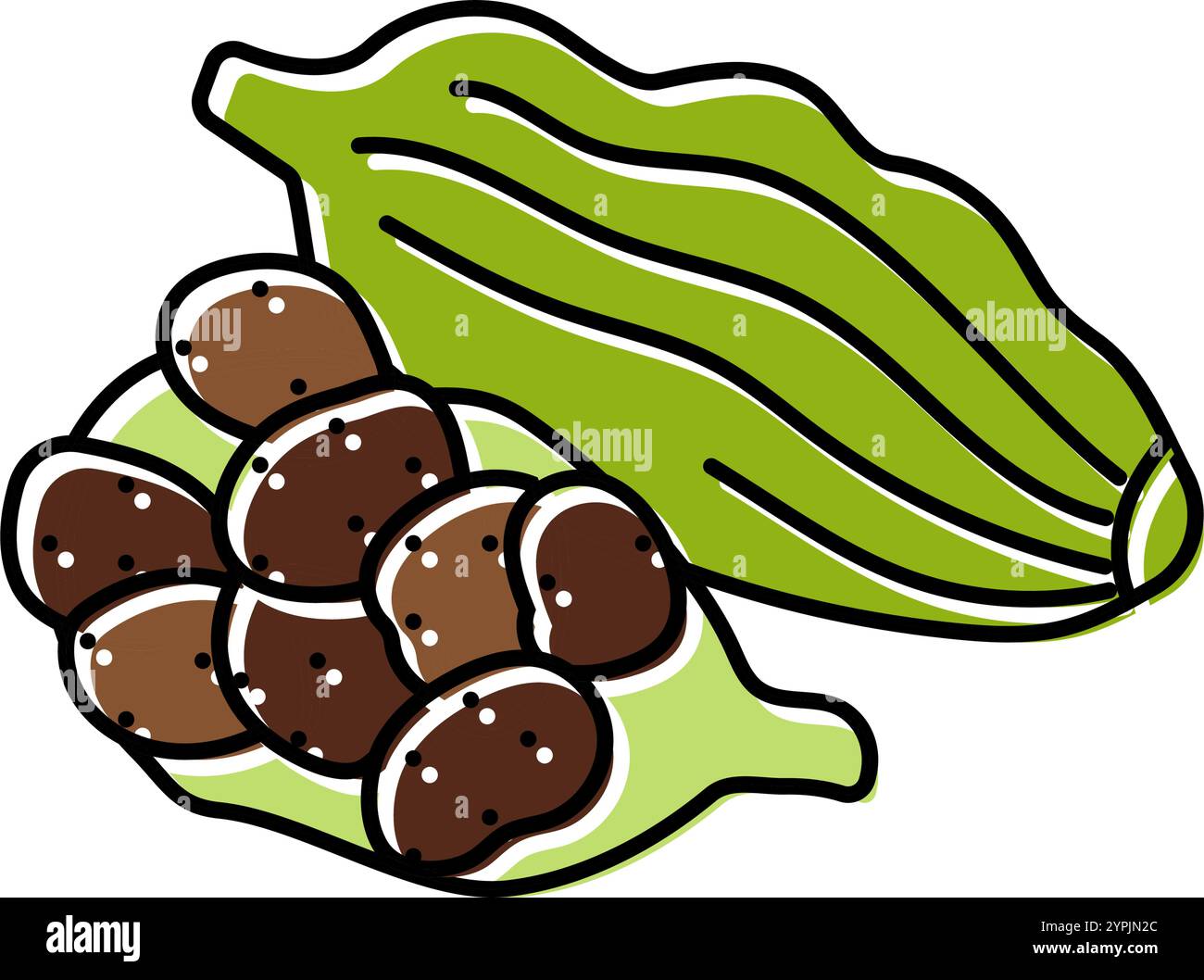 cardamom pods ayurvedic herb color icon vector illustration Stock ...