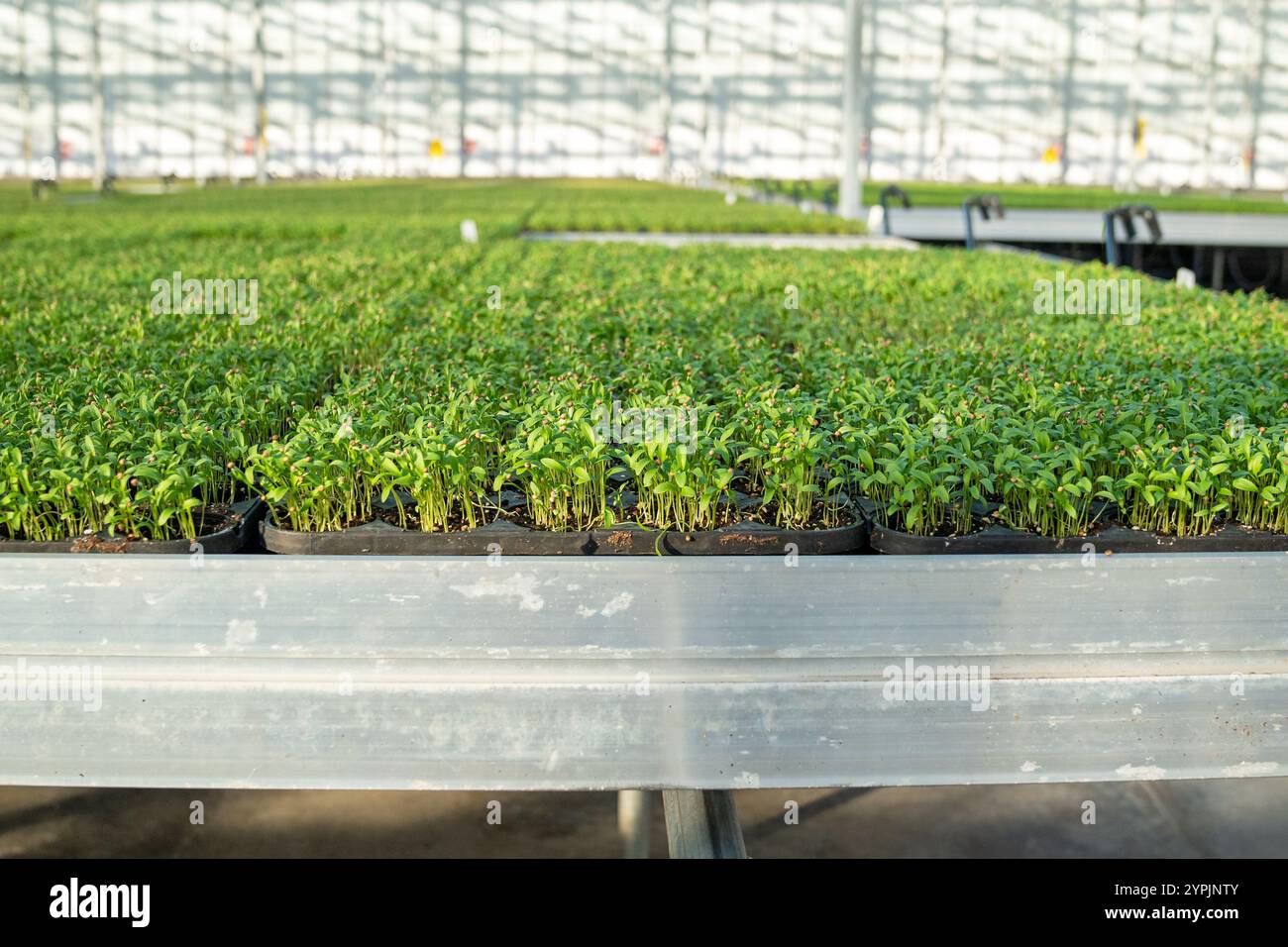Coriander and lettuce in soil mixture pots in greenhouse. Plant ...