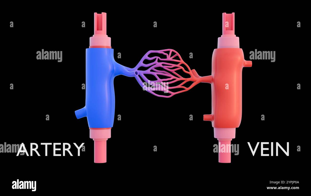 a 3d rendering of simplified representation of the circulatory system ...
