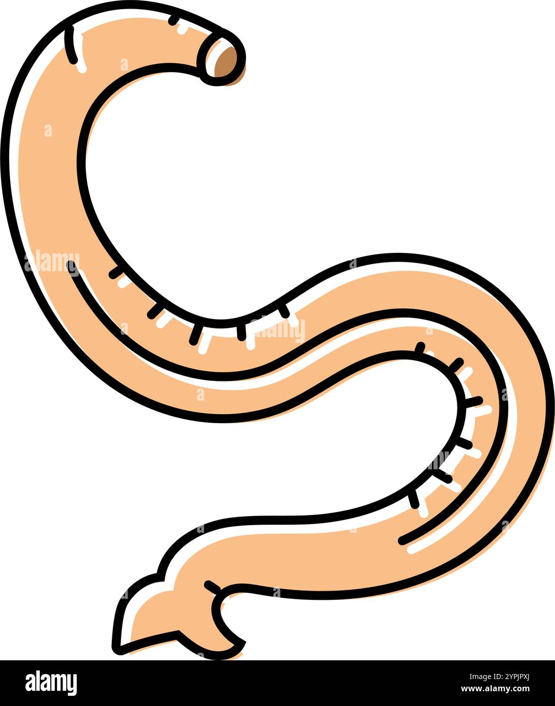 hookworm parasite color icon vector illustration Stock Vector Image ...