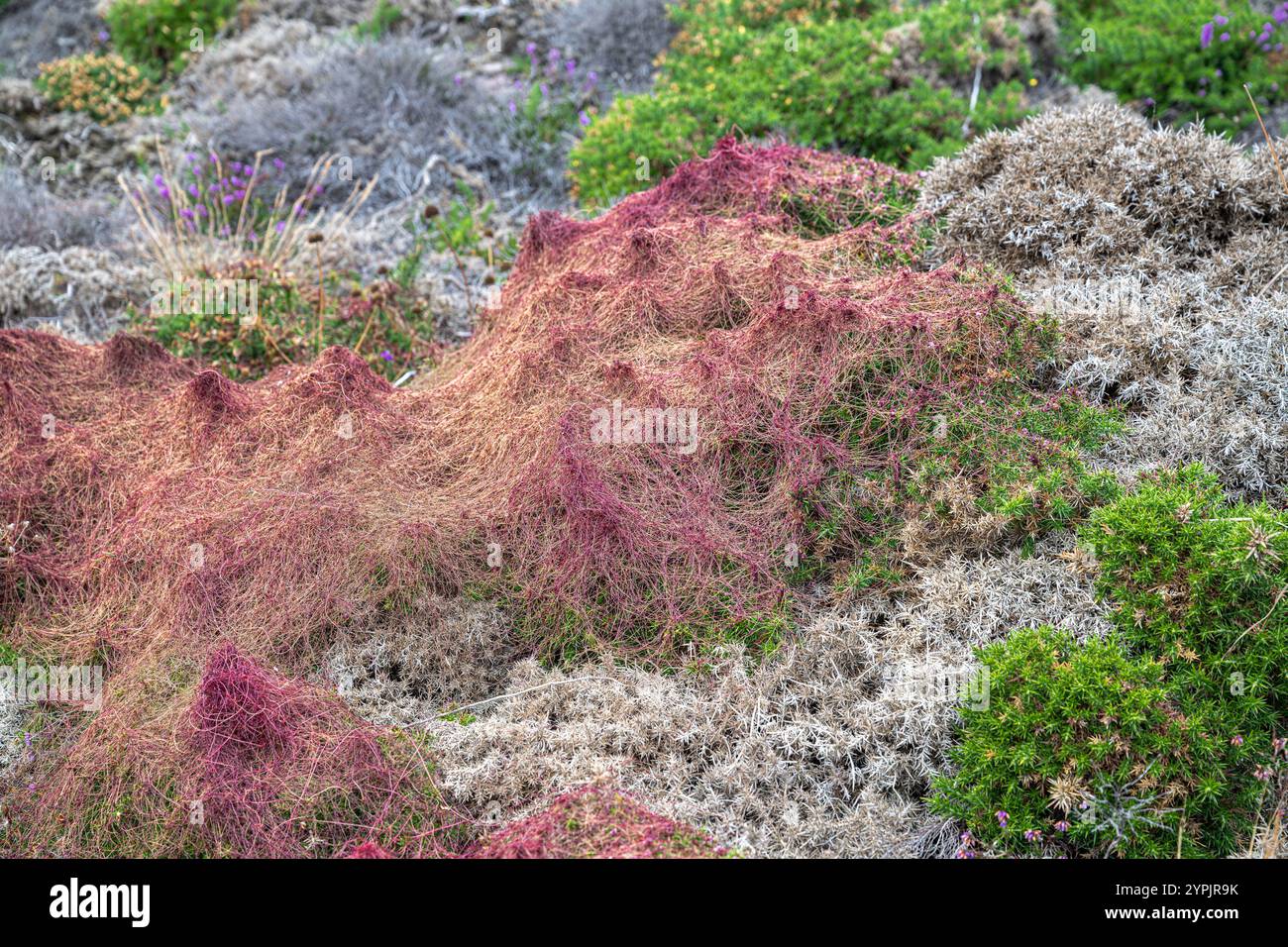 Parasitic Dodder (Cuscuta epithymum) Plants Stock Photo - Alamy