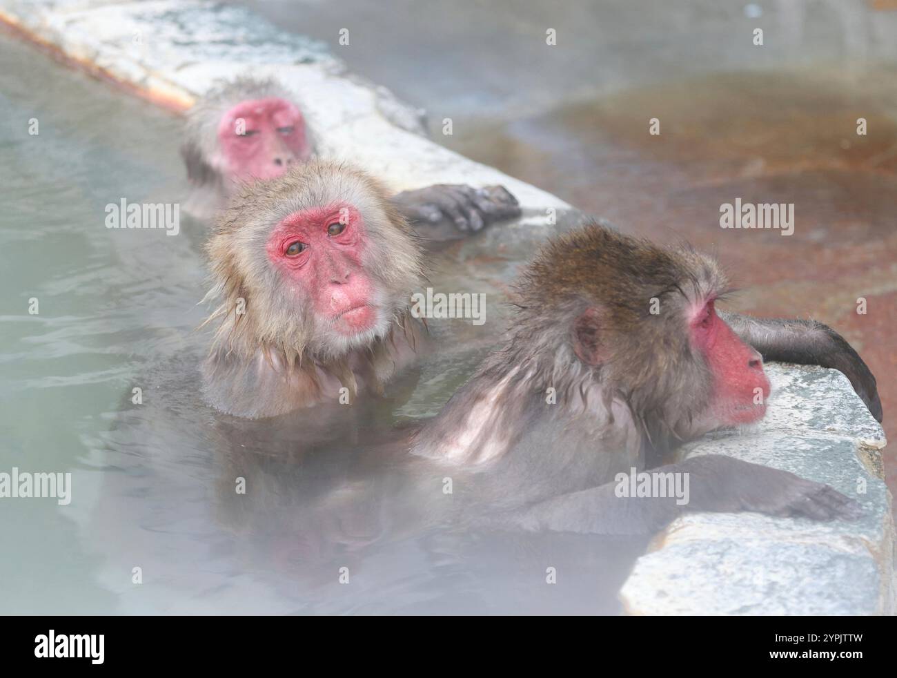 Japanese macaques bath in hot spring at Hakoadate Tropical Botanical ...