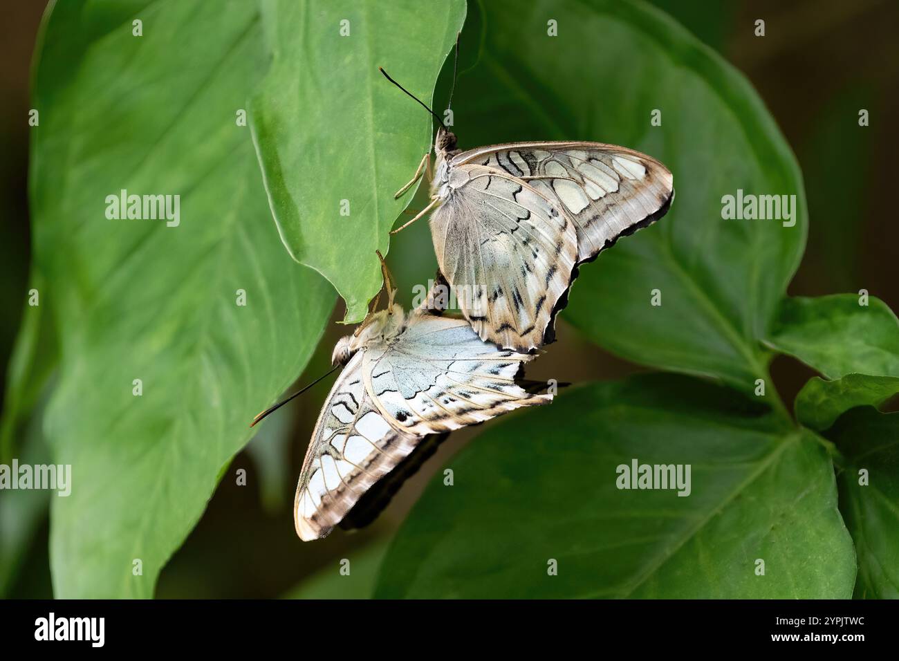 Pair of Asian Clipper butterflies (Parthenos sylvia) mating; hanging ...