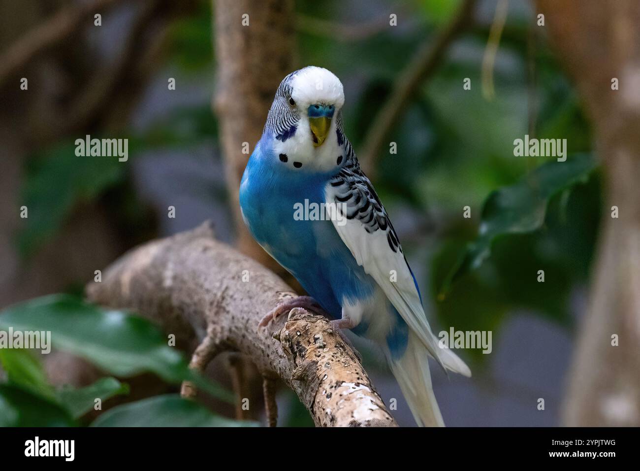 Wildlife8 hi-res stock photography and images - Alamy