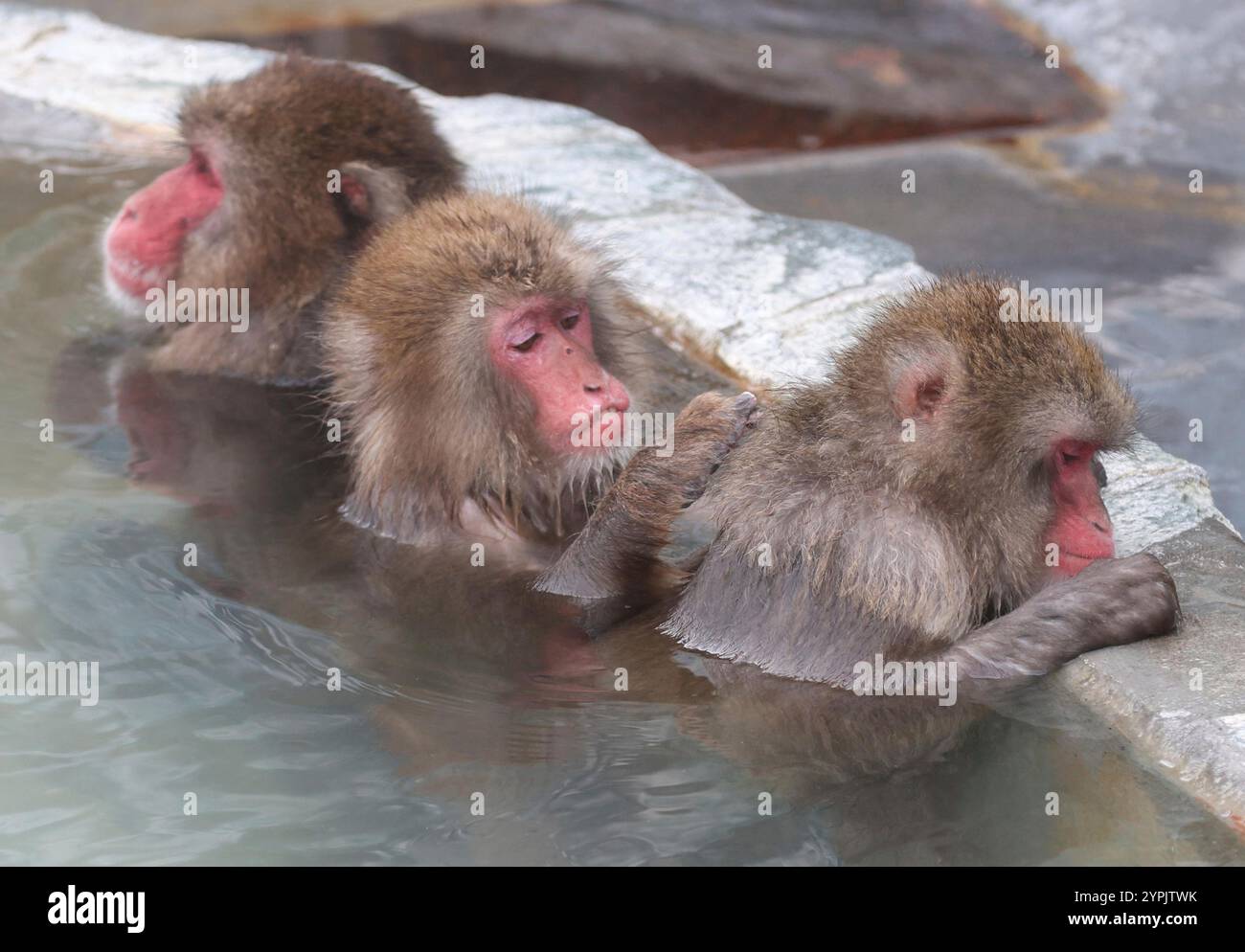 Japanese macaques bath in hot spring at Hakoadate Tropical Botanical ...