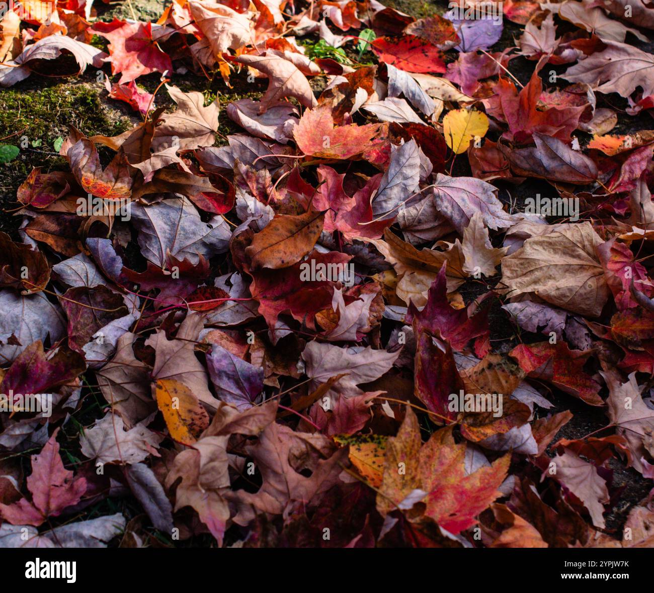 Autumn Leaves 2024 Stock Photo - Alamy