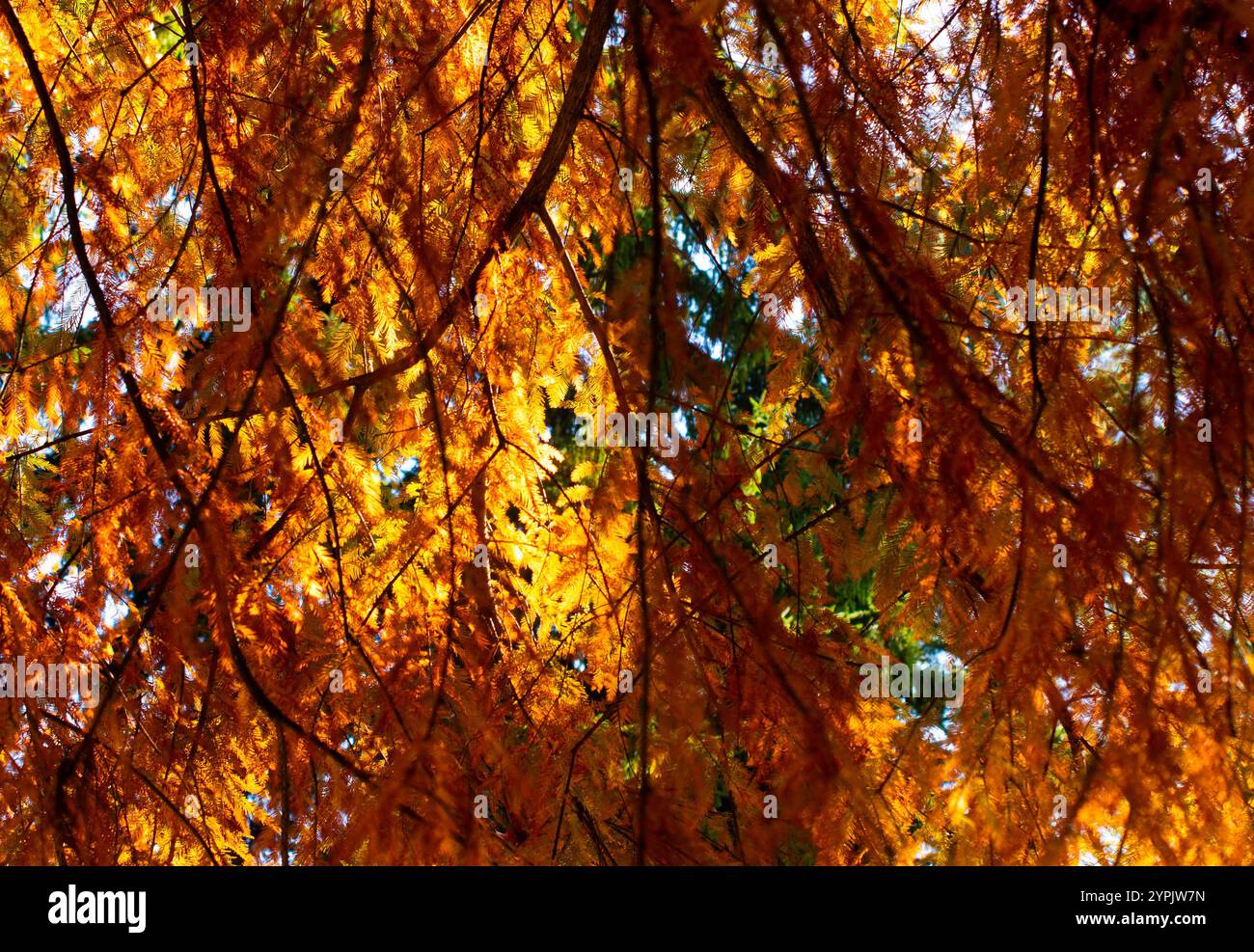Autumn Leaves 2024 Stock Photo - Alamy