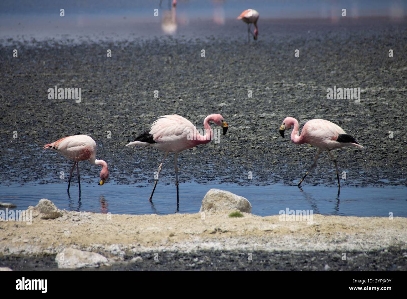 Andean flamingos standing near the colorful shores of a high-altitude ...