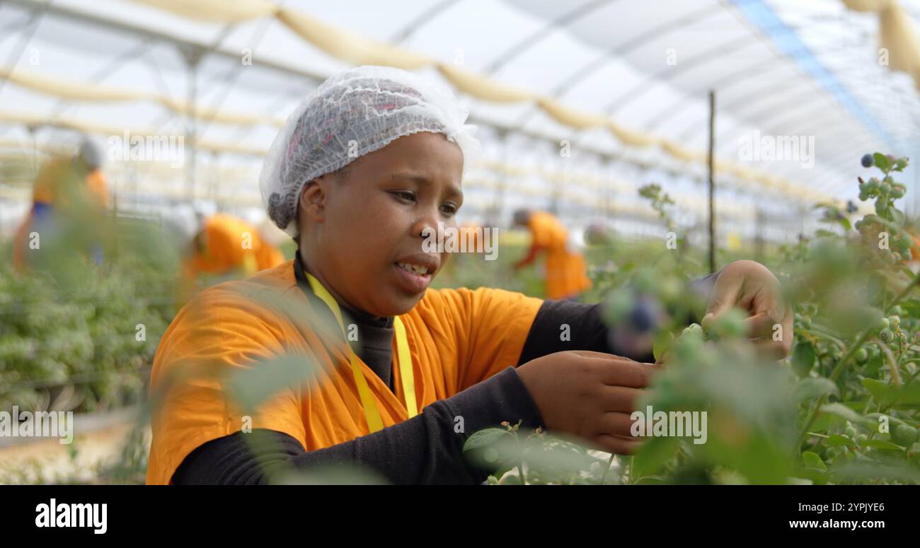 Close-up of female worker picking blueberries in blueberry farm Stock ...