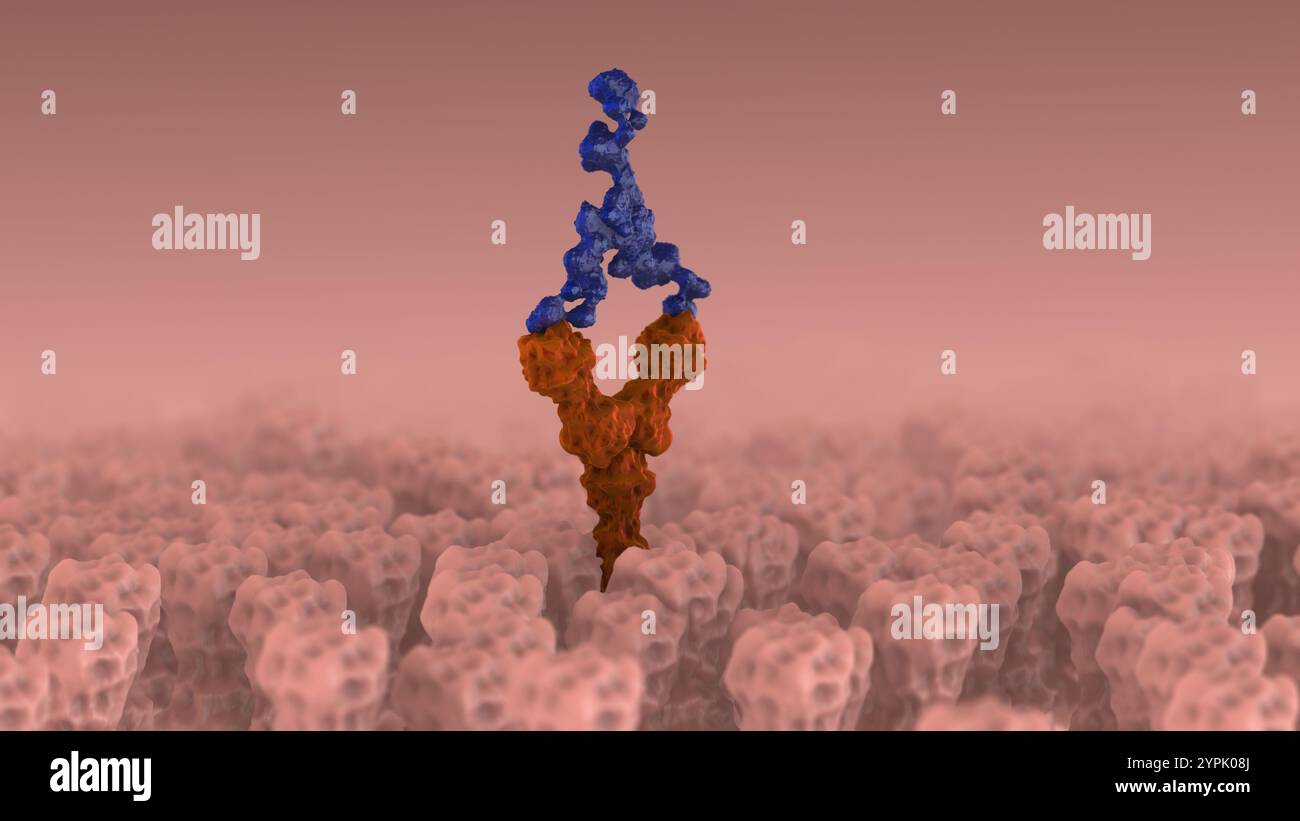 Human Cell Receptor Antibodies in Immune Response Stock Photo - Alamy