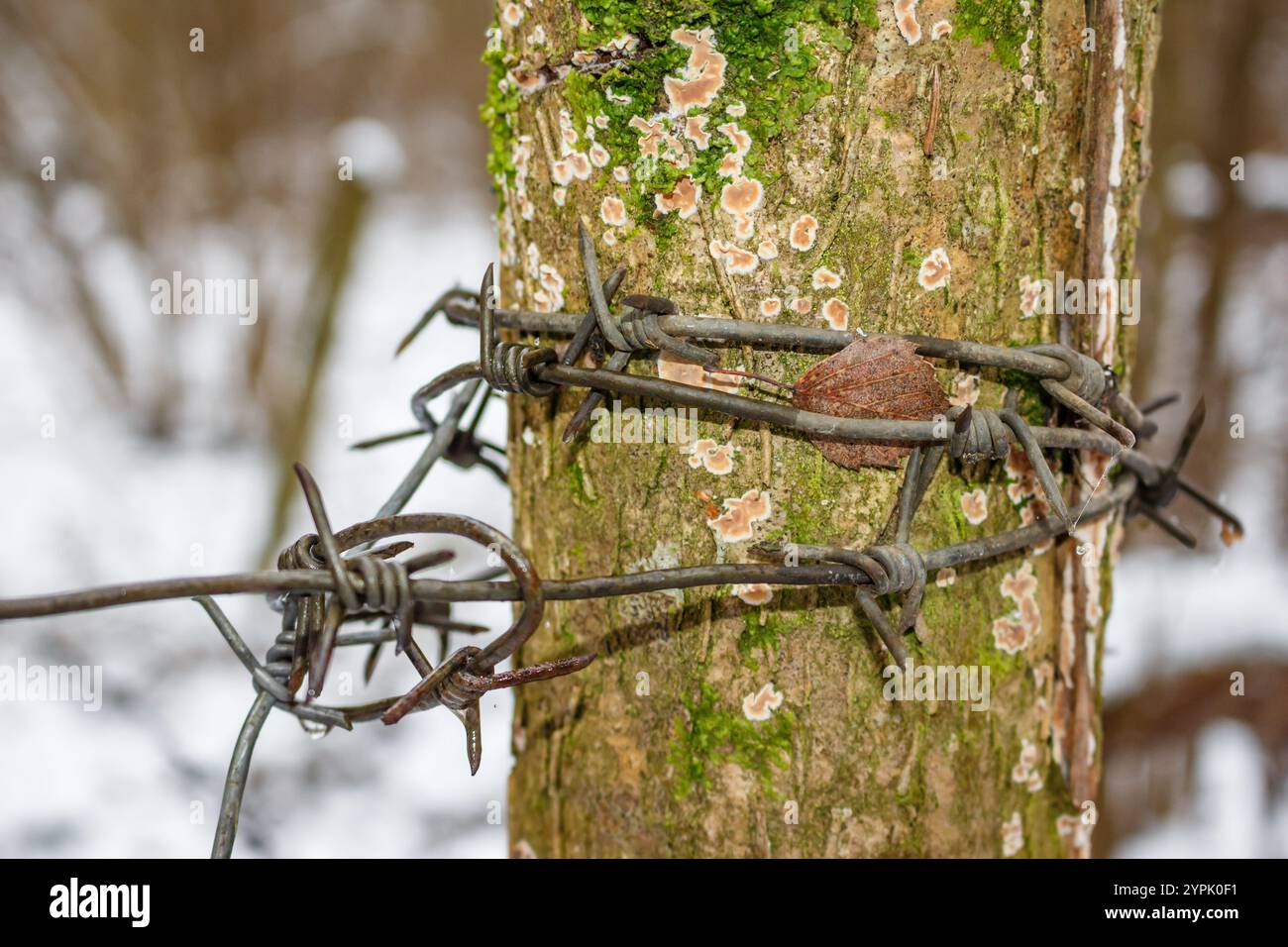 Barbed wire wrapped around a wooden fence post close up Stock Photo - Alamy