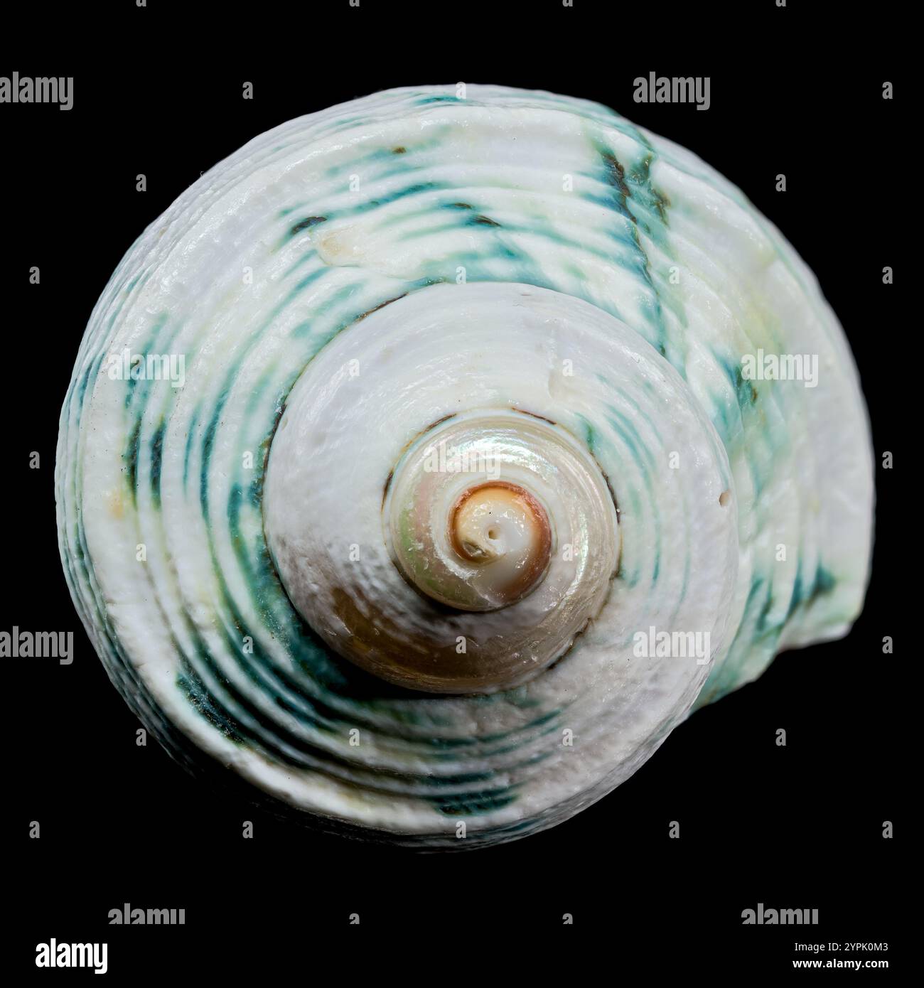 Featuring delicate ridges hi-res stock photography and images - Alamy