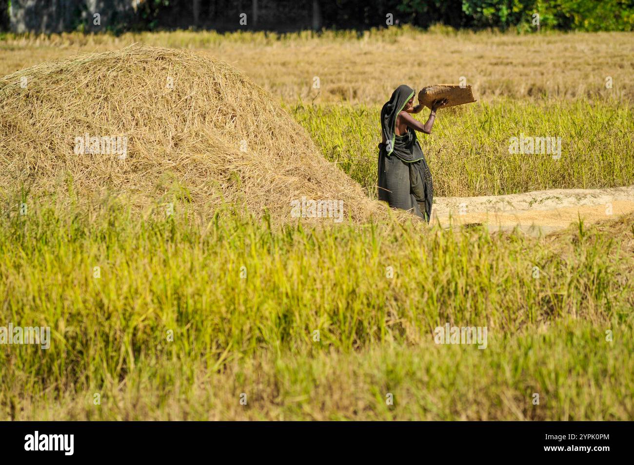 Farmers harvesting rice of the Bengali Agrahayan month in a field in ...