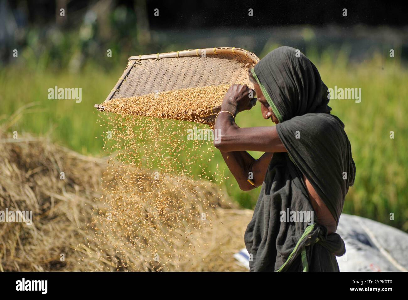 Agrahayan bengali rice hi-res stock photography and images - Alamy