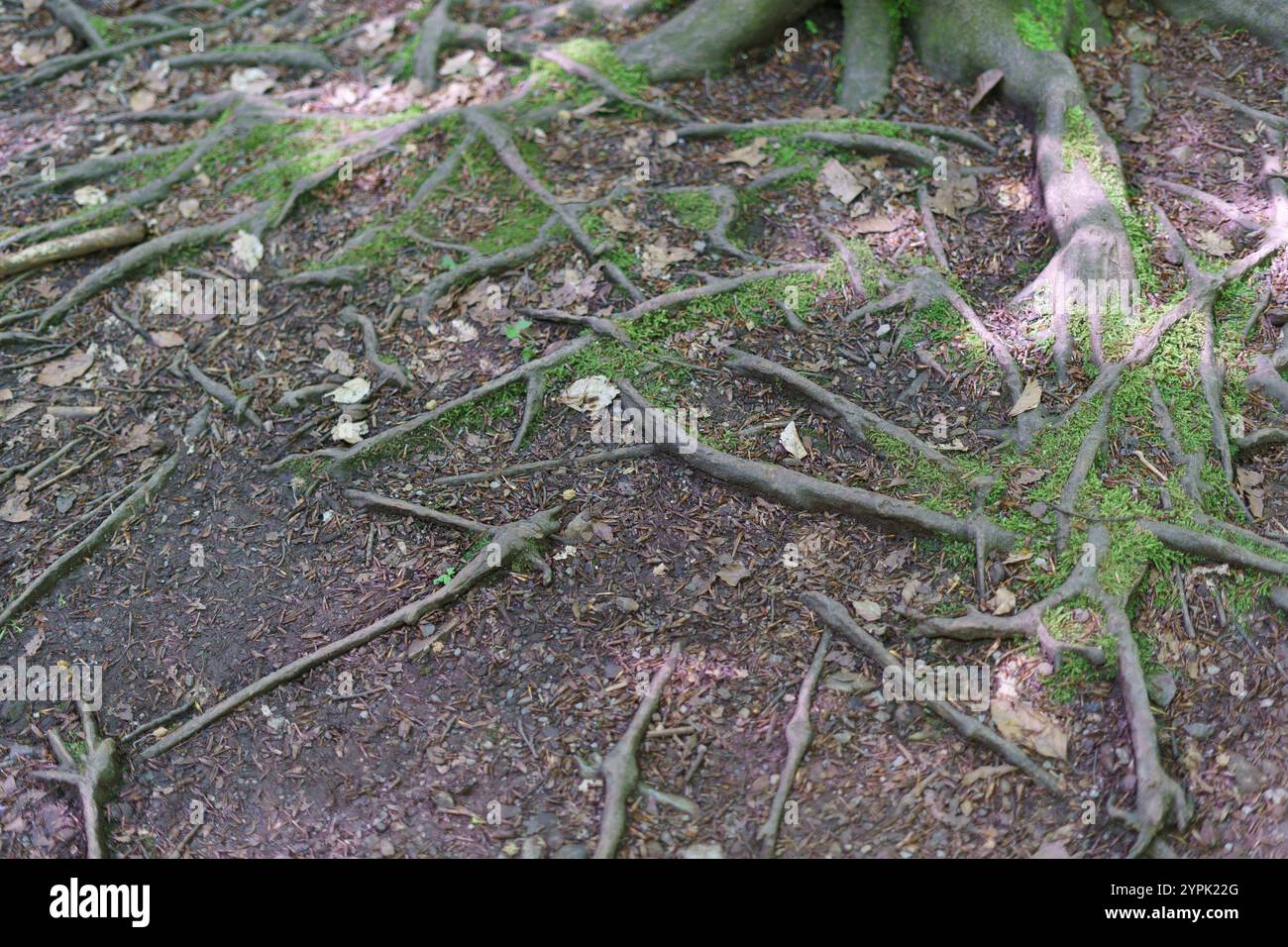Tree roots winding in different directions on the earth's surface ...