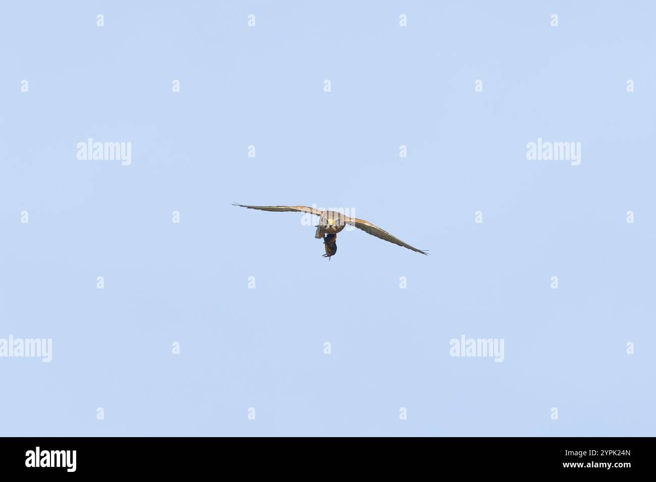 Common kestrel Falco tinnunculus, adult female flying with Short-tailed ...