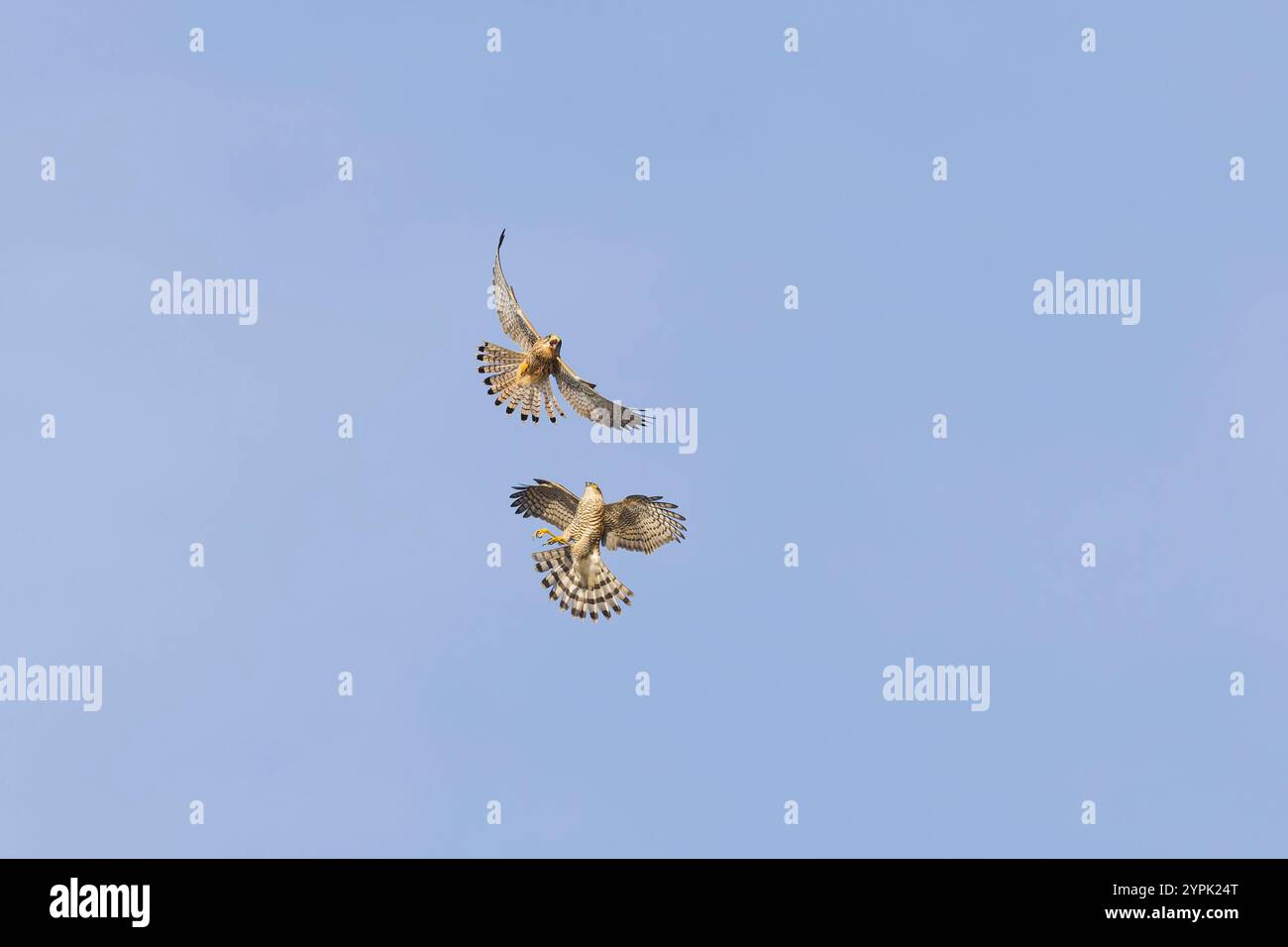 Eurasian sparrowhawk Accipiter nisus, adult female chasing Common ...