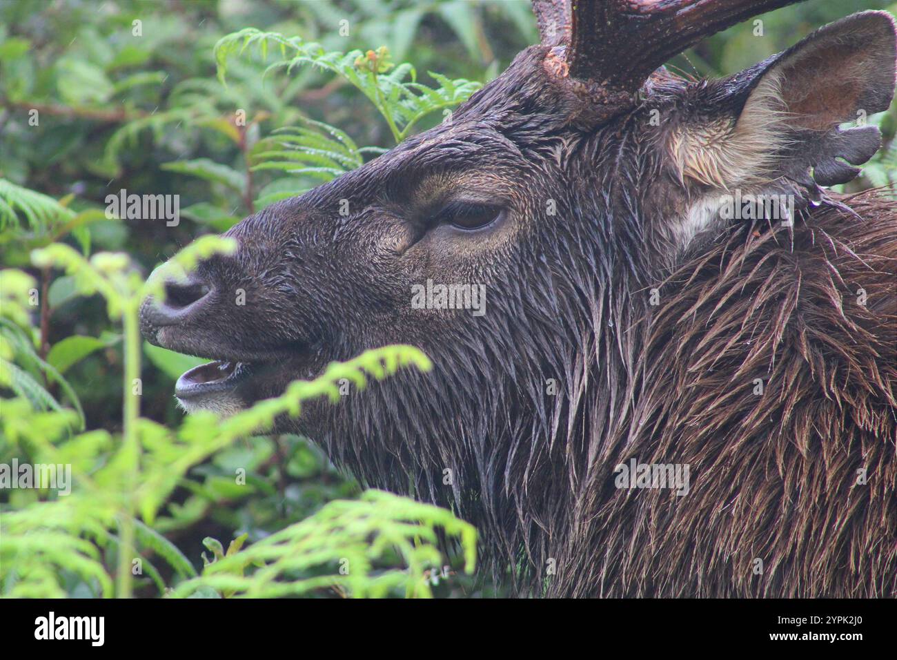 A majestic Sambar Deer soaking in the serenity of Horton Plains ...